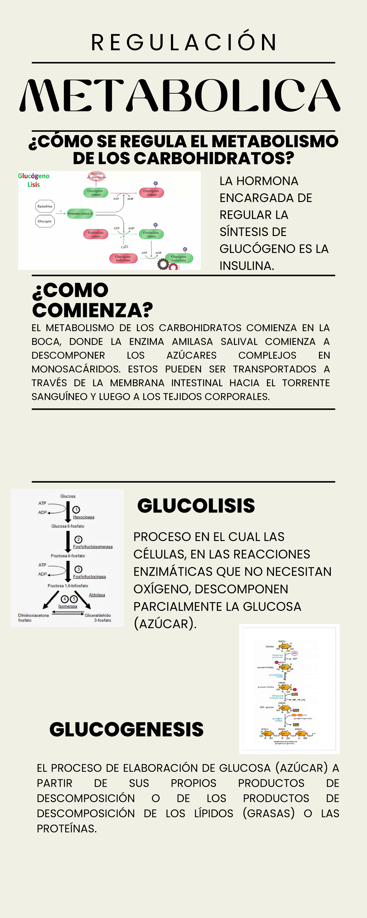 Regulación - No se q es muy bien - METABOLICA R E G U L A C I Ó N ¿CÓMO ...