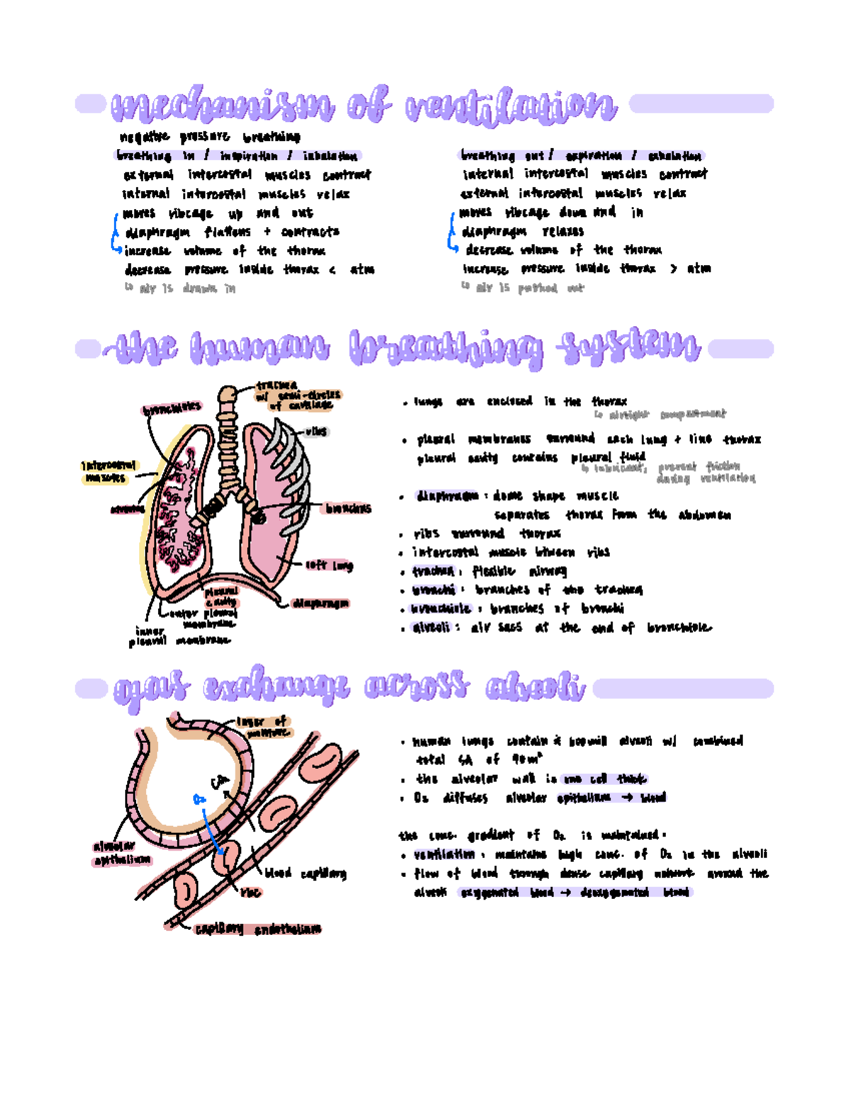 Mechanism of ventilation - inhale hHxoaexHhhHiES SHAN FAN negative ...