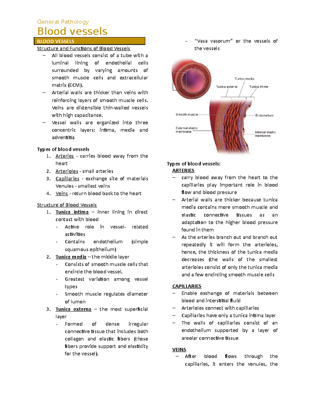 Blood Vessels and Heart - Blood vessels BLOOD VESSELS Structure and ...