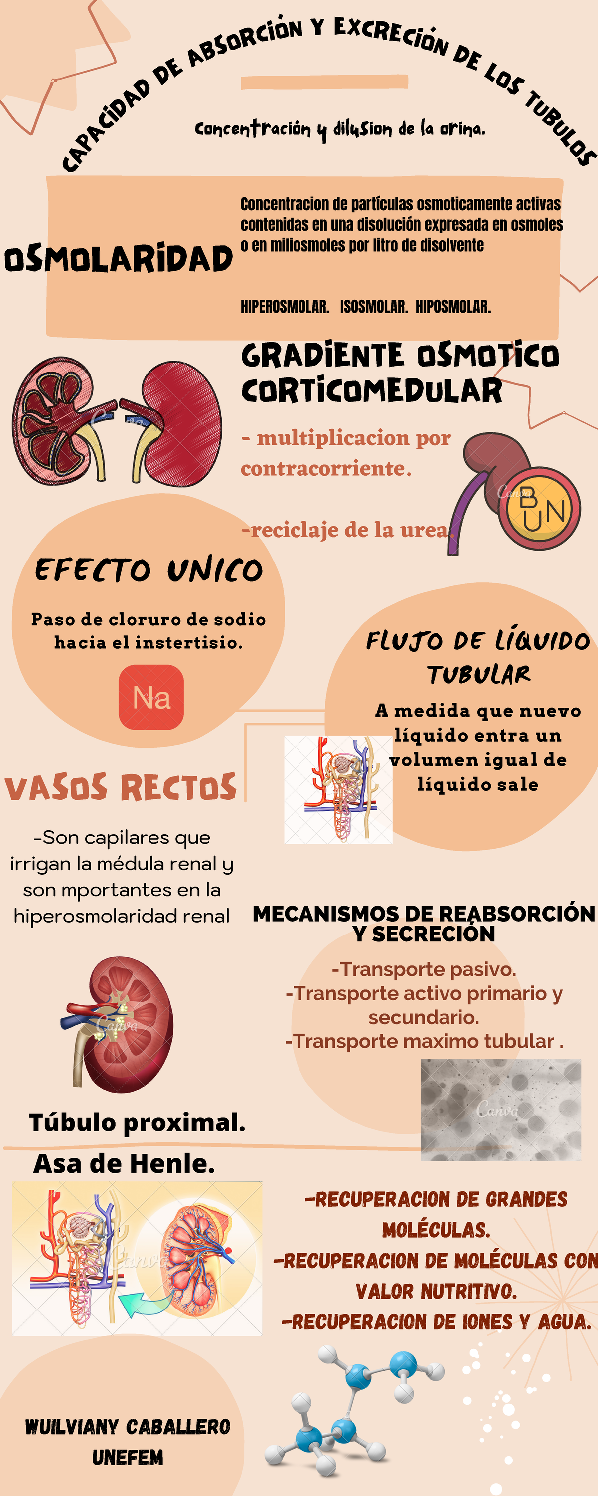 Capacidad de absorción y excreción de los tubulos - GRADIENTE OSMOTICO ...