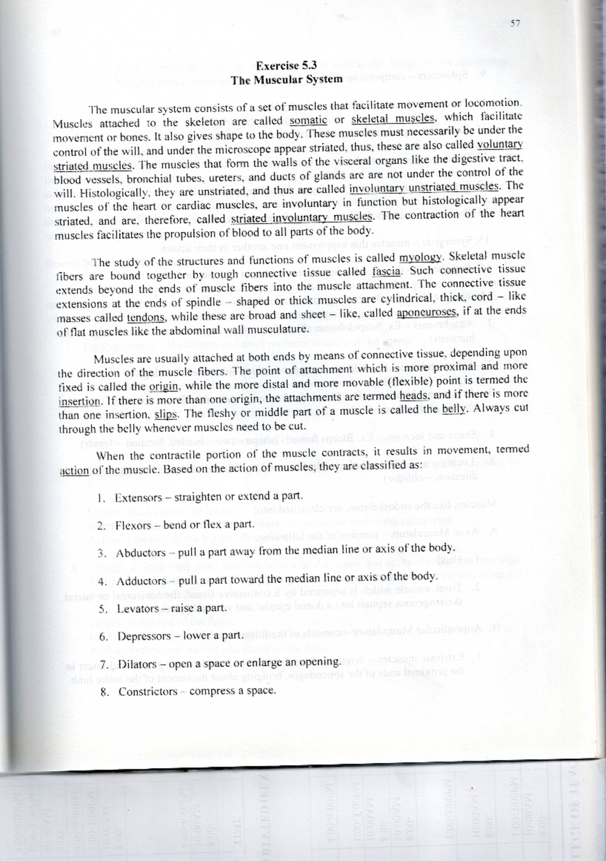 Muscular- System - Notes - Anatomy and Physiology - Studocu