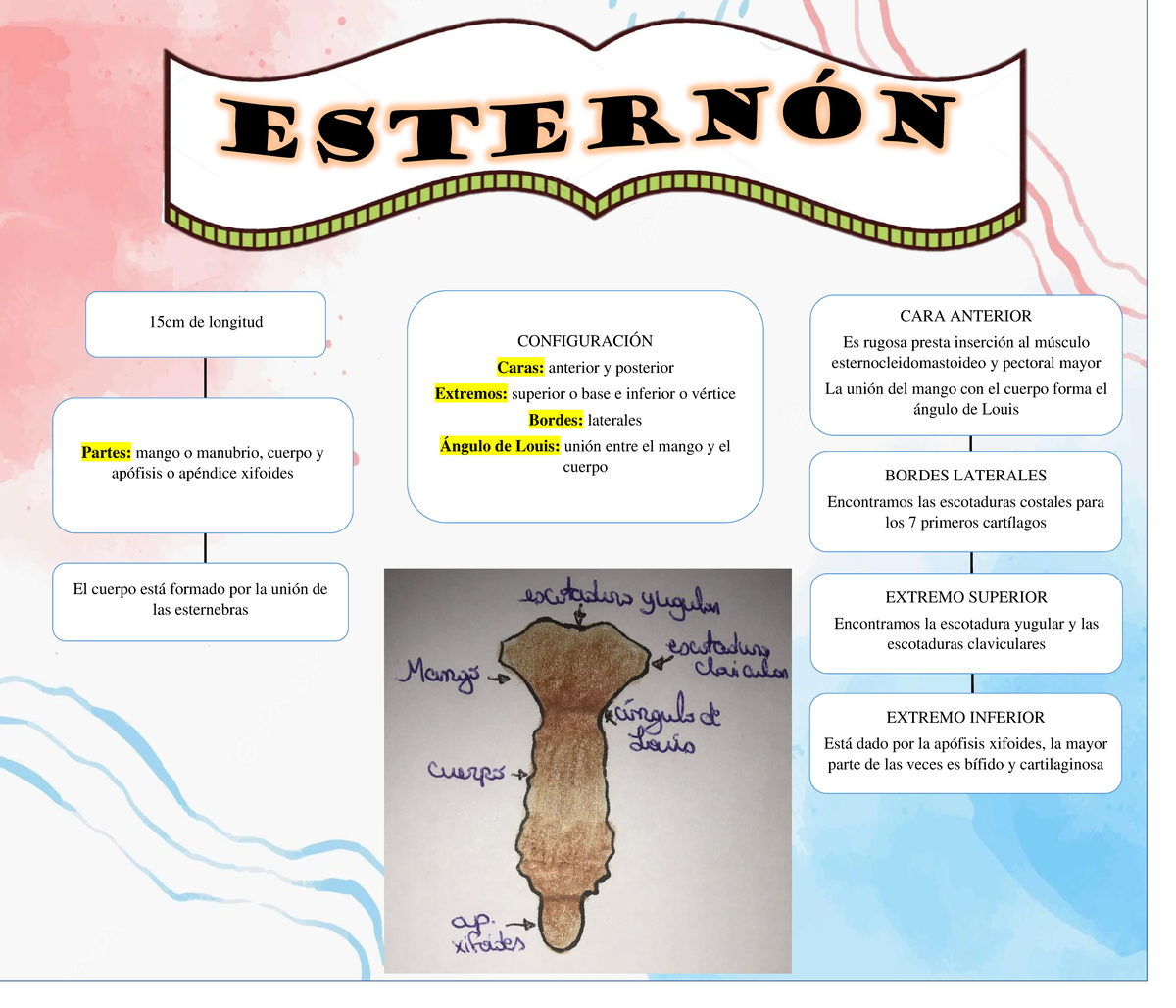 Esternon - ESTERNÓN - 15cm de longitud CONFIGURACIÓN Caras: anterior y ...