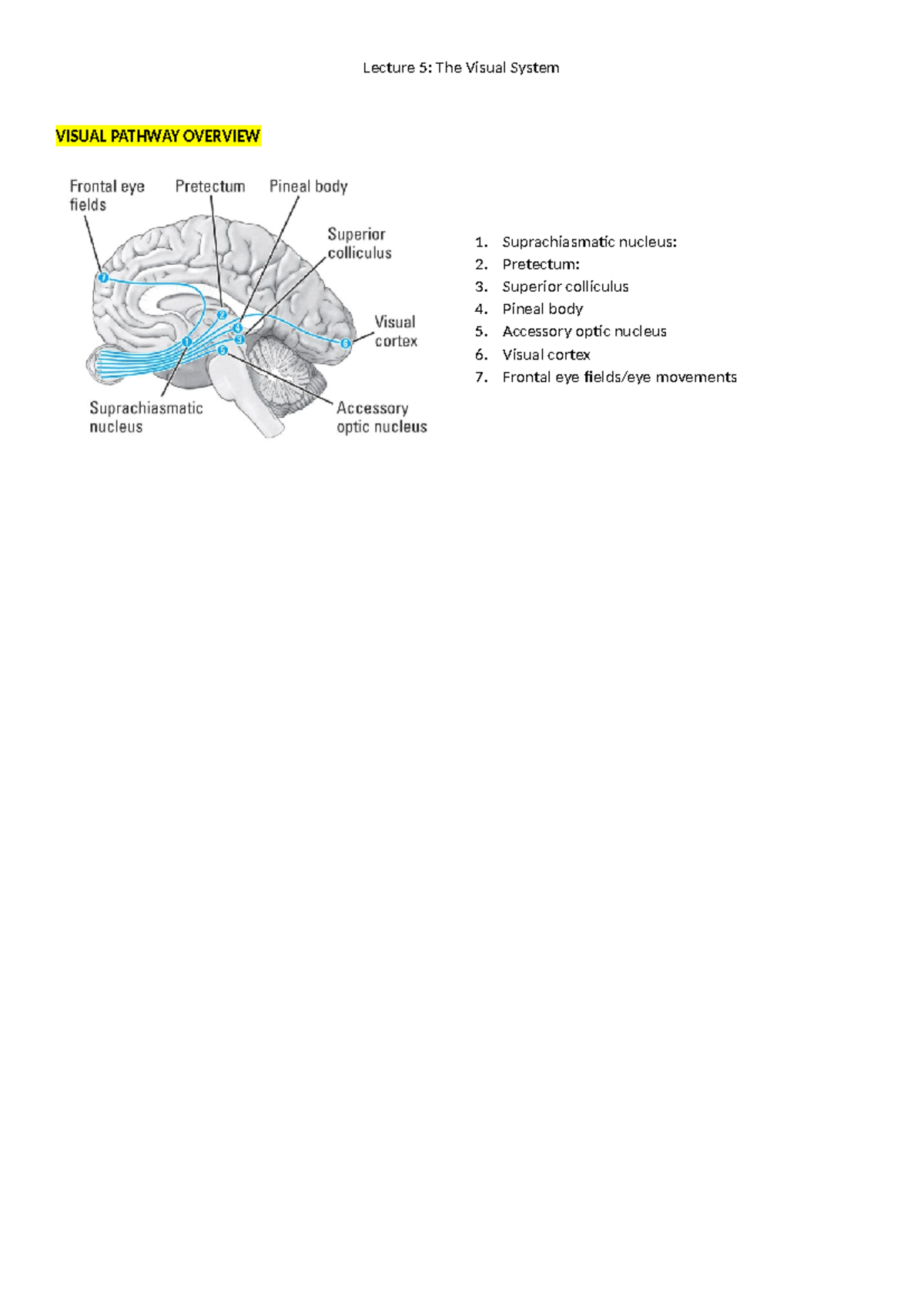 Lecture 4 Visual System Lecture 5 The Visual System Visual Pathway Overview Suprachiasmatic