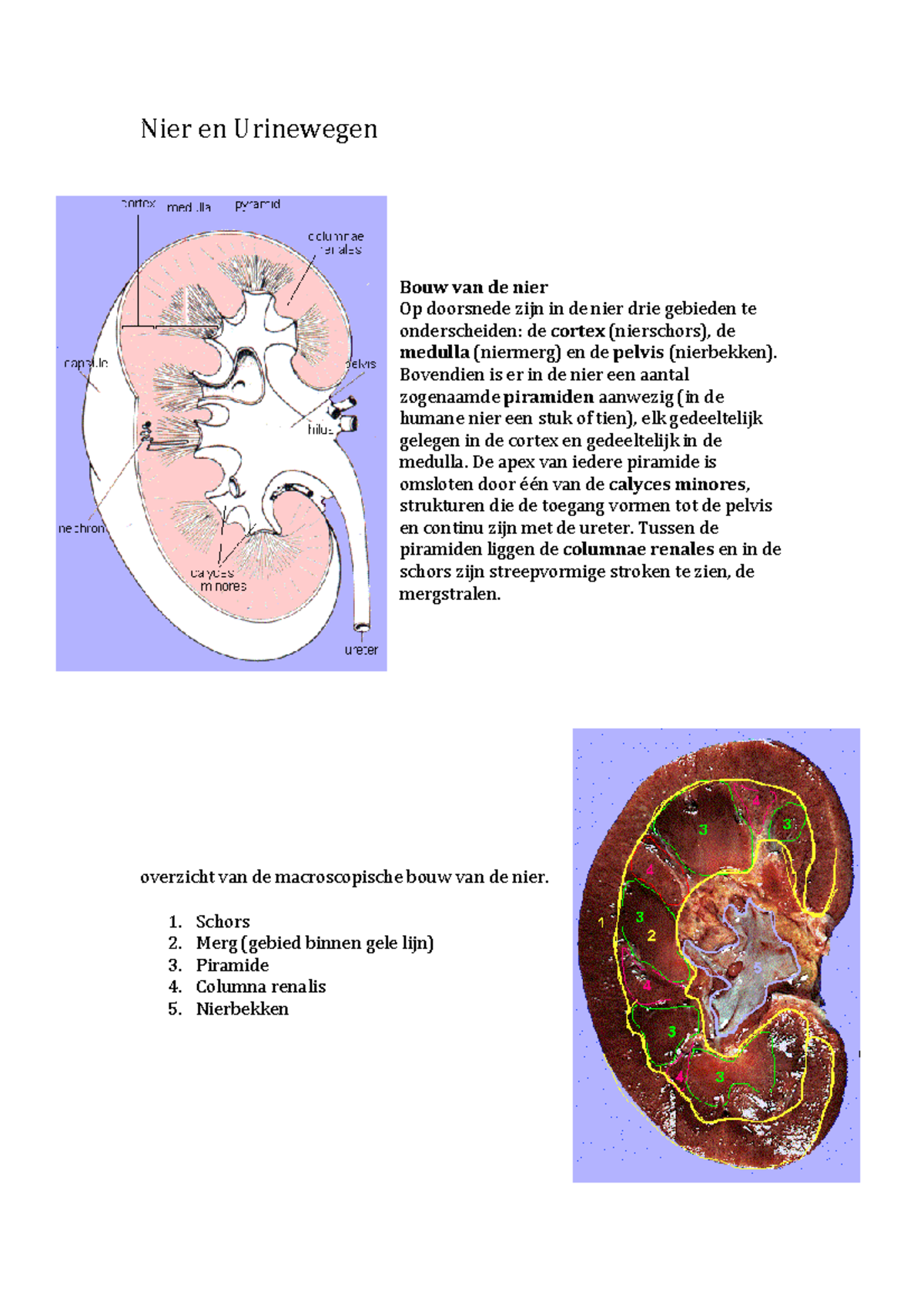 Practicum, Nier en Urinewegen - Nier en Urinewegen Bouw van de nier Op ...