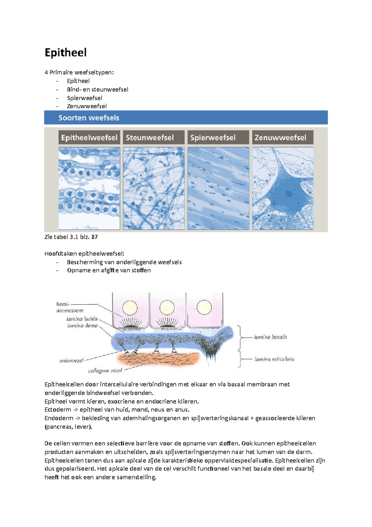 IPK Epitheel college - Epitheel 4 Primaire weefseltypen: - Epitheel ...