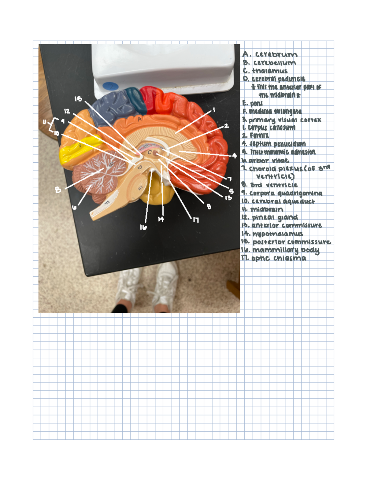 Colorful Brain Model - Bio 3435 human anatomy labeled notes - ####### A ...