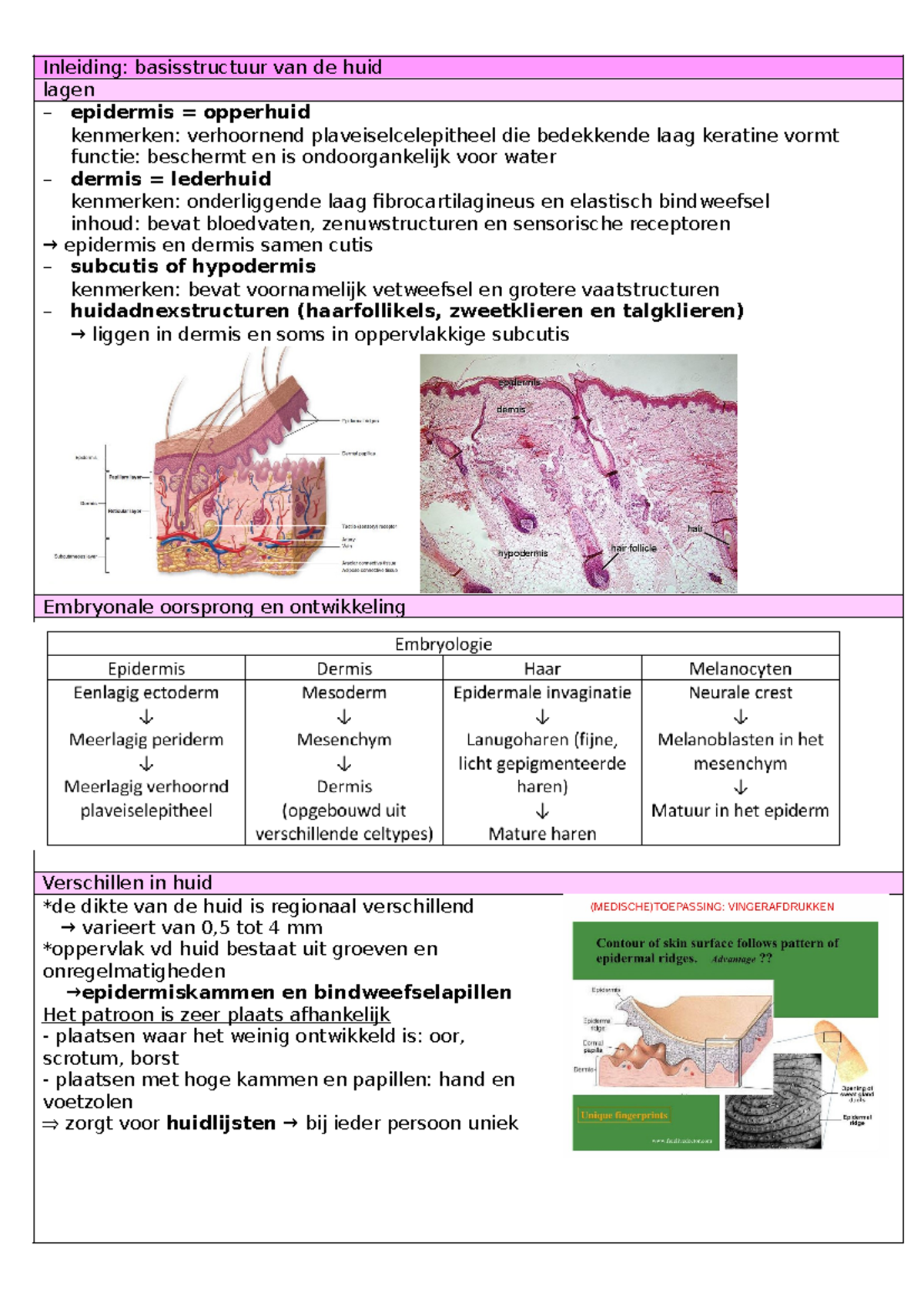 Histologie van het integmentum - Inleiding: basisstructuur van de huid ...