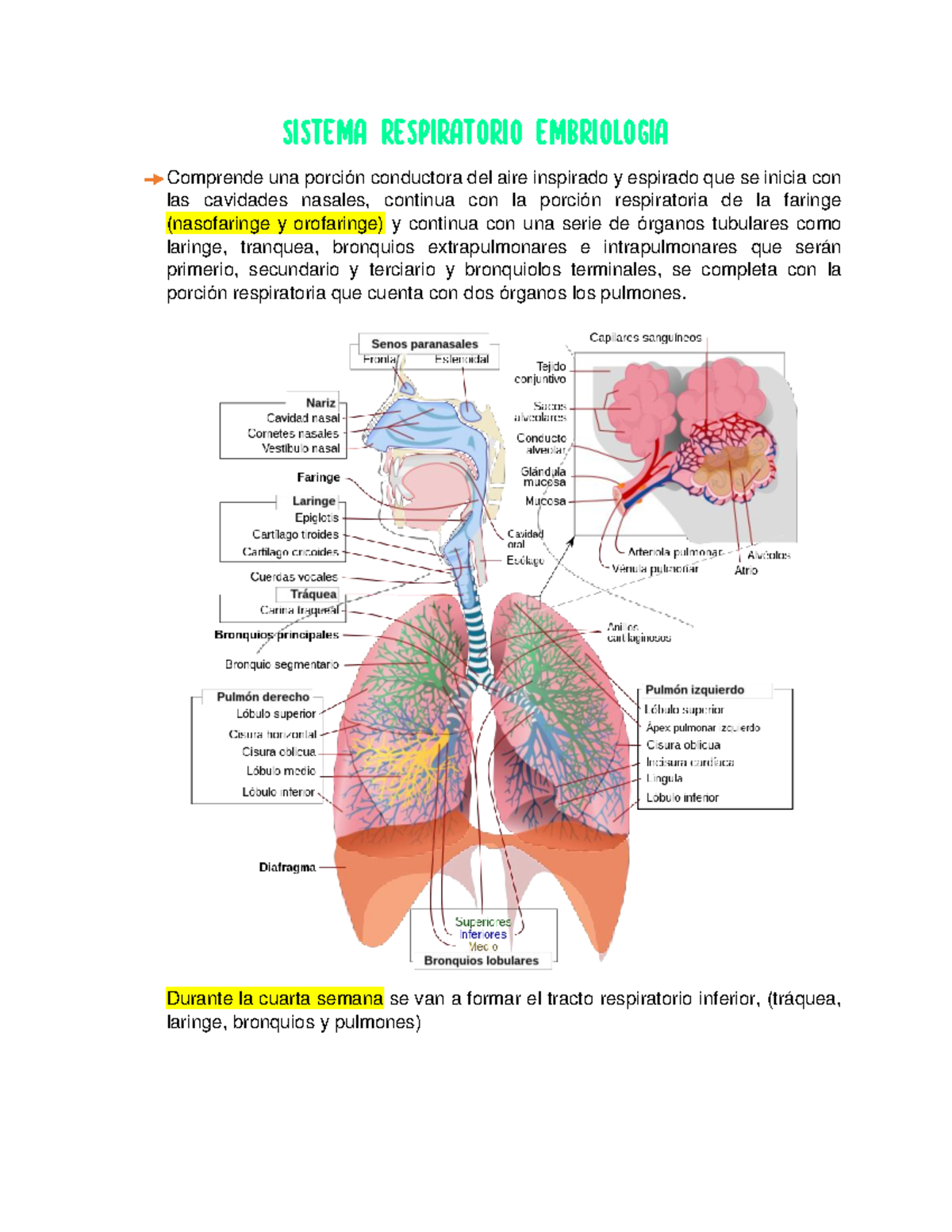 Sistema Respiratorio Embriologia - SISTEMA RESPIRATORIO EMBRIOLOGIA ...