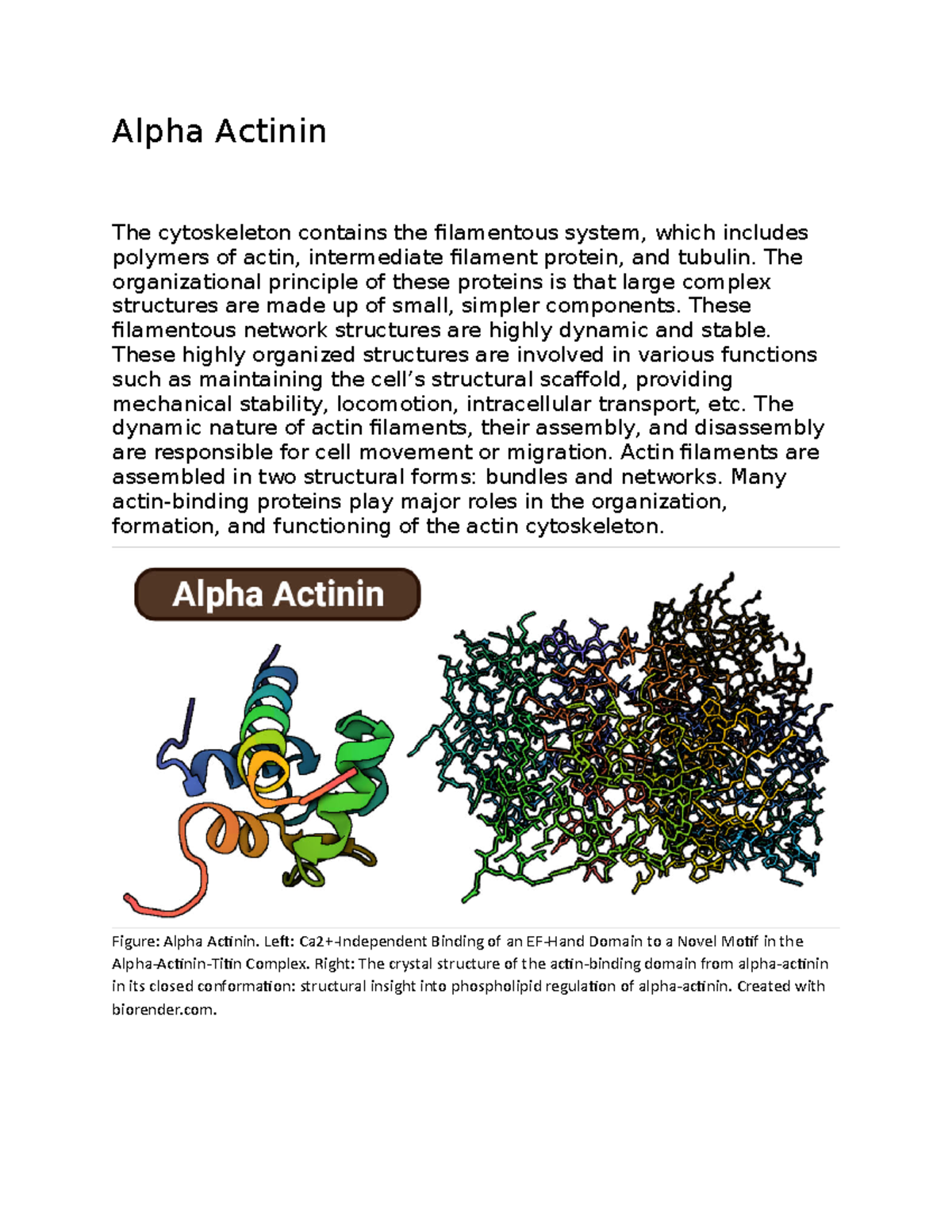 Alpha Actinin - notes - Alpha Actinin The cytoskeleton contains the ...