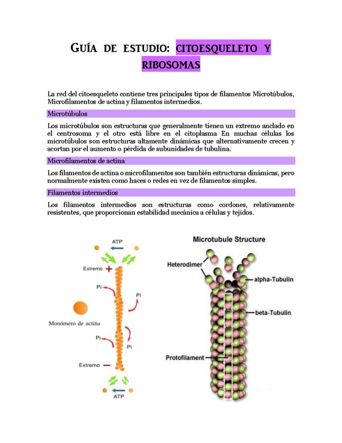 Guía de estudio-citoesqueleto y ribosomas - GuÌa de estudio ...