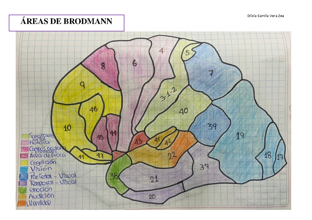 Areas de brodmann - ÁREAS DE BRODMANN ¡rea Motora Primaria (·rea 4): Se ...