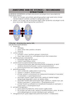Monoctyl vs dicotyl - MONOCOTYL VS DICOTYL VERSCHIL BLOEM Monocotyl ...