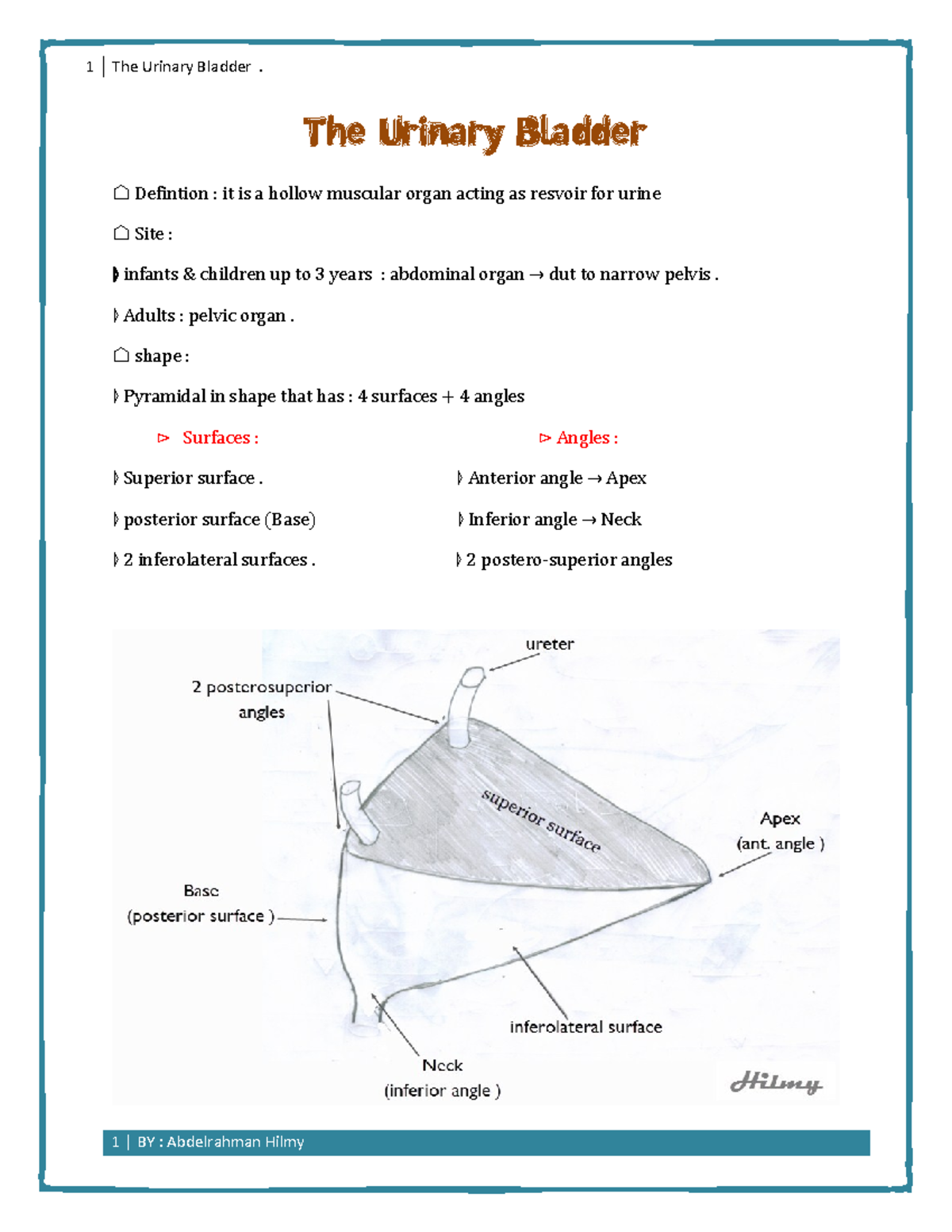 Anatomy of the Urinary bldder - The Urinary Bladder ⌂ Defintion : it is ...