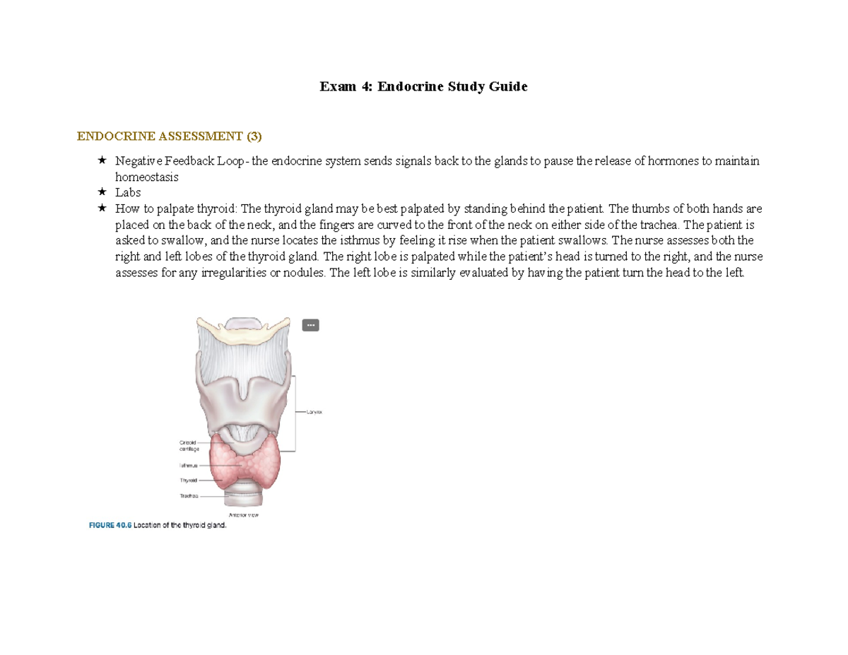 Exam 4 Endocrine Study Guide - Exam 4: Endocrine Study Guide ENDOCRINE ...