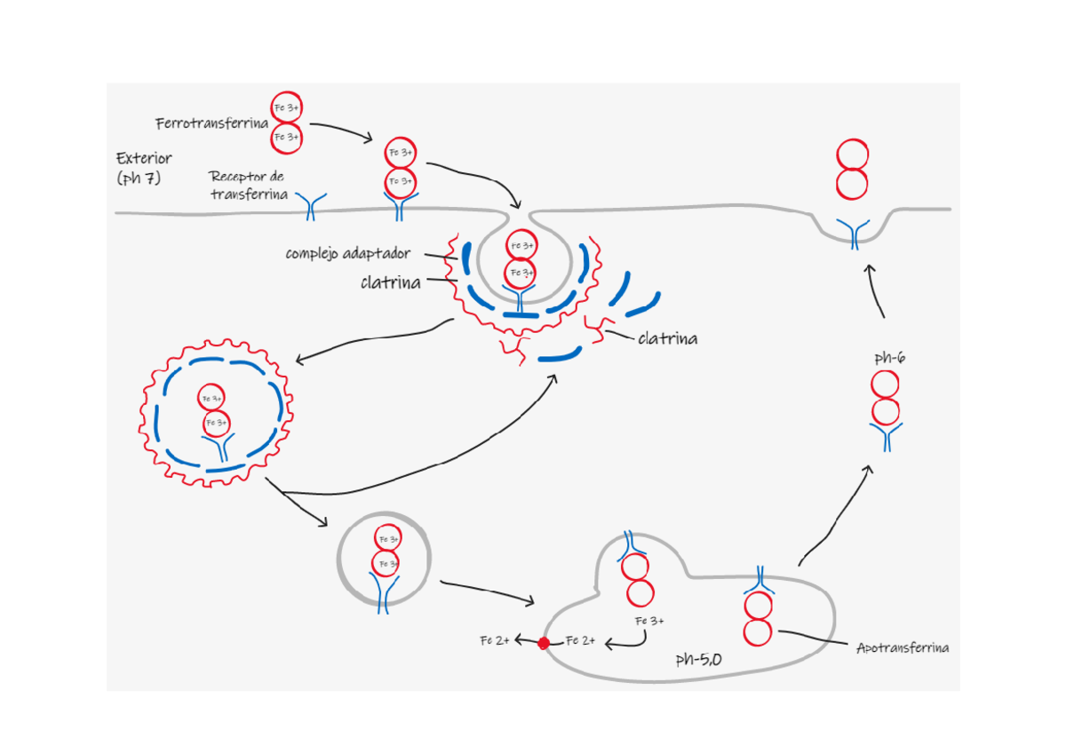 Tarea 11 PB2 - Transferrina se une a Fe+3, se une a su receptor de ...