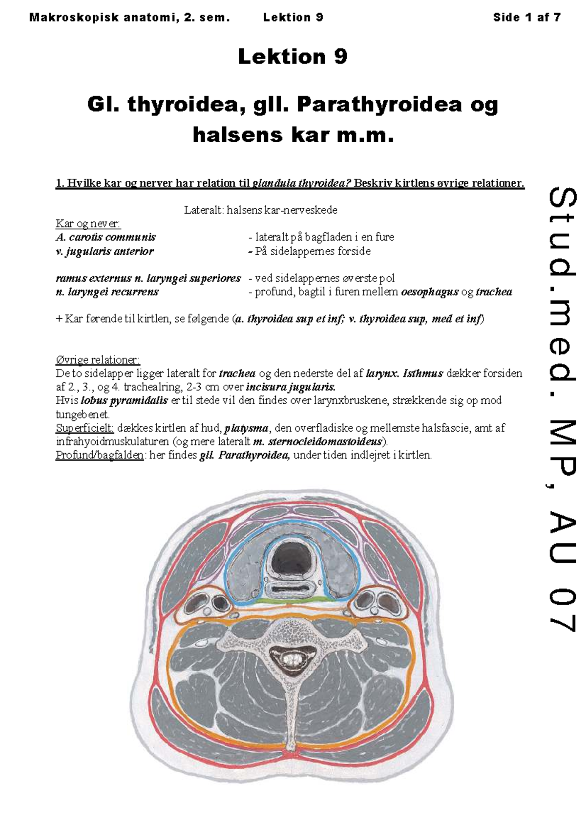 Gl. thyroidea, gll. Parathyroidea og halsens kar m.m - - Studocu