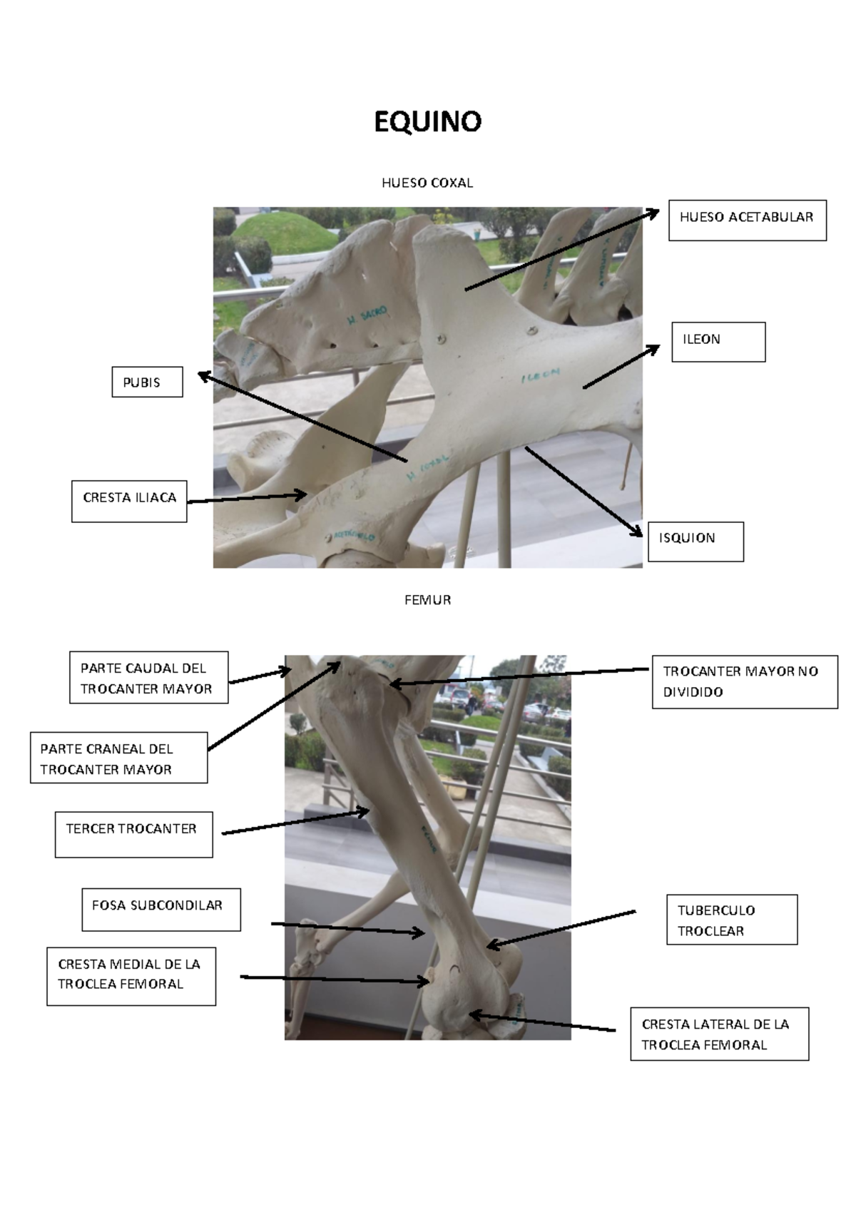 Equino Y Bovino - Anatomia comparada de los huesoos coxal, fémur, tibia ...