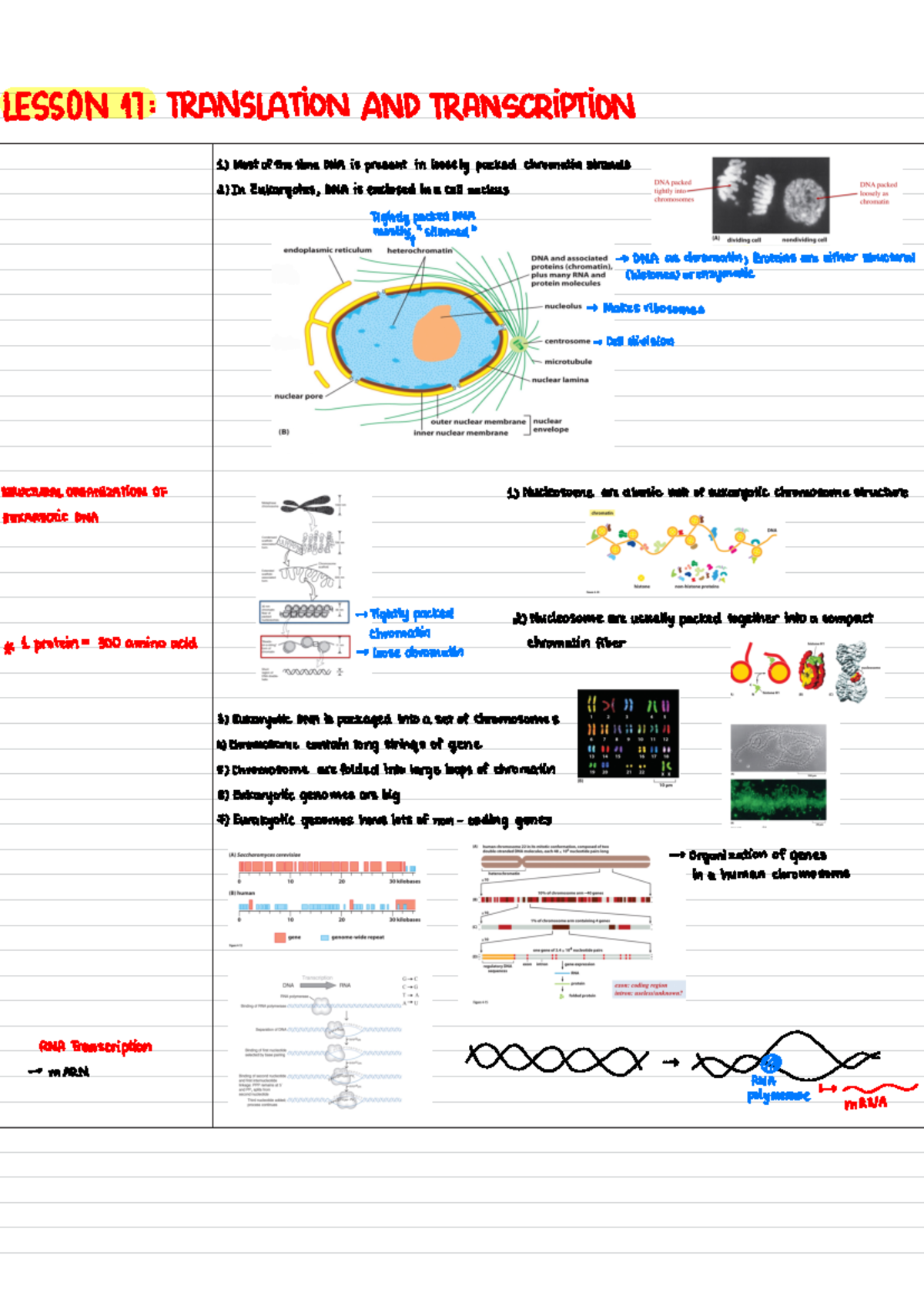 ENG 114 Note - Translation, Transcription, Gene Expression - LESSON 17 ...