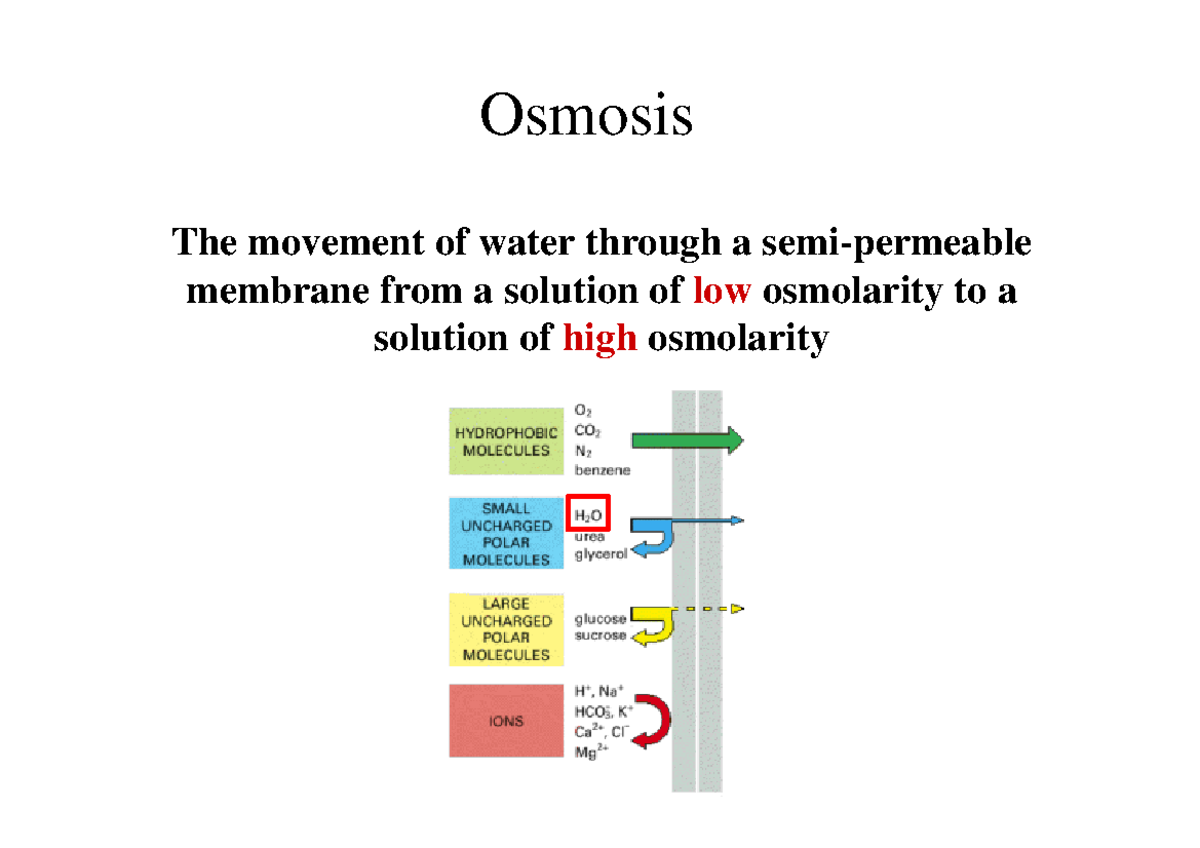 Membrane Permeability 2023 - Osmosis The movement of water through a ...