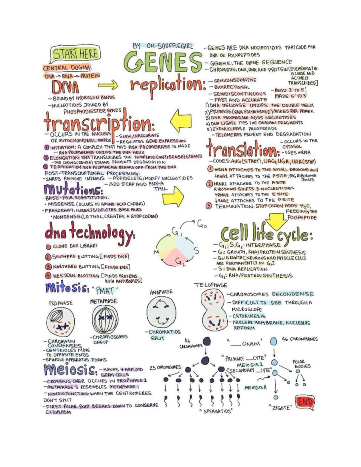 Doc1 - DNA REPLICATION NOTES - Biotechnology - Studocu