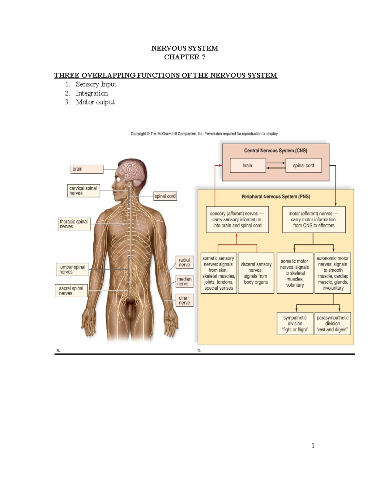 ANAT113Nervous System Weeks 7and8F22 - NERVOUS SYSTEM CHAPTER 7 THREE OVERLAPPING FUNCTIONS OF ...