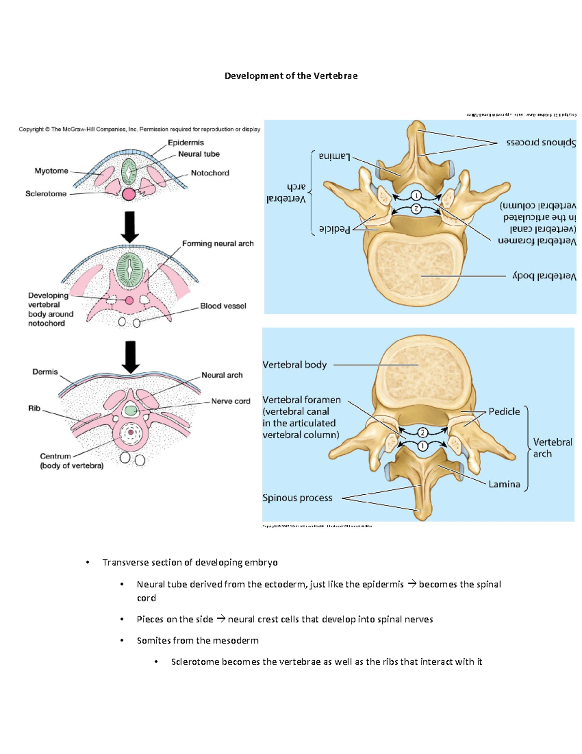 Development of the Vertebrae - Development of the Vertebrae Transverse ...
