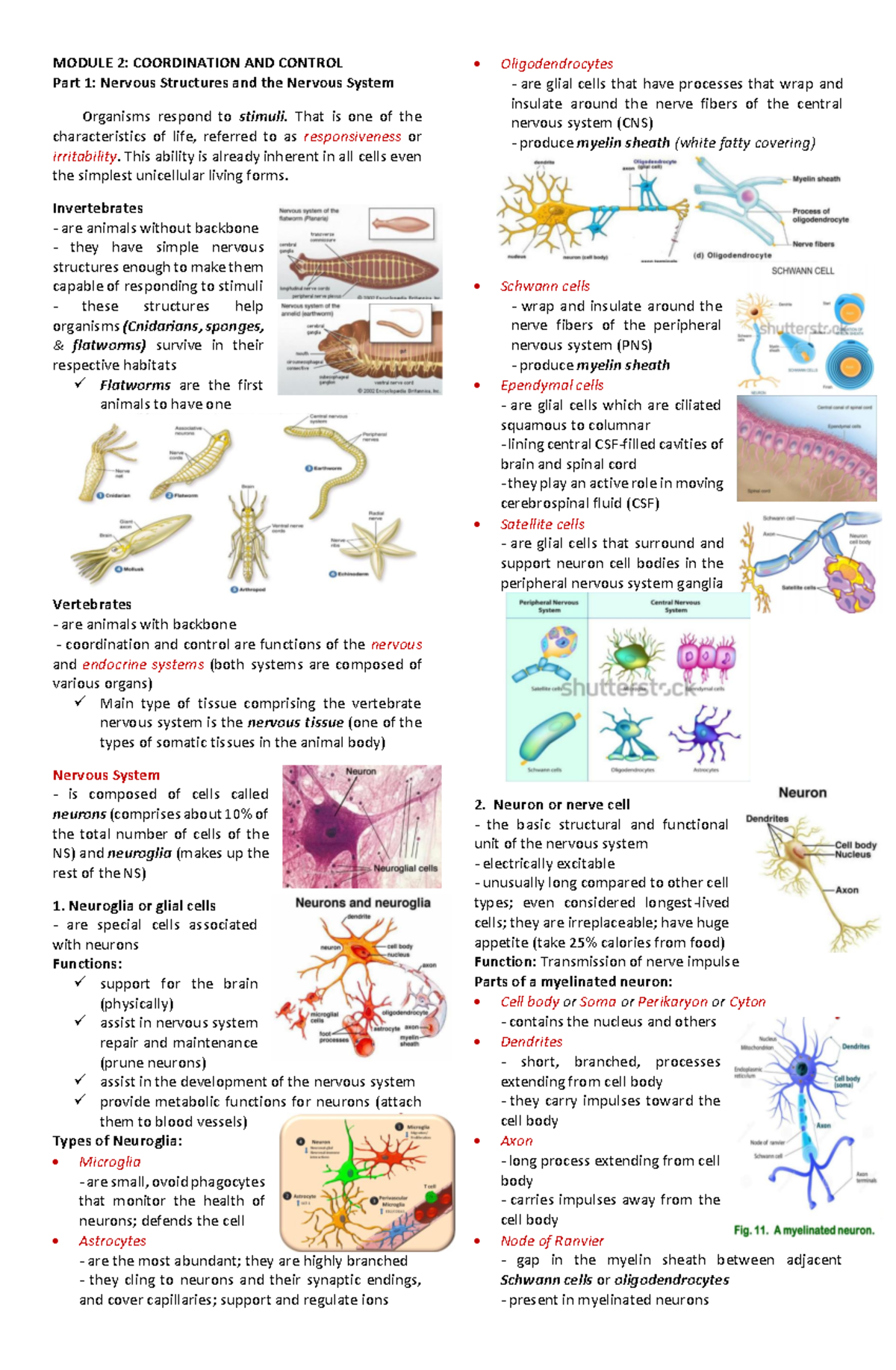 Nervous system (Outline) - MODULE 2: COORDINATION AND CONTROL Part 1 ...