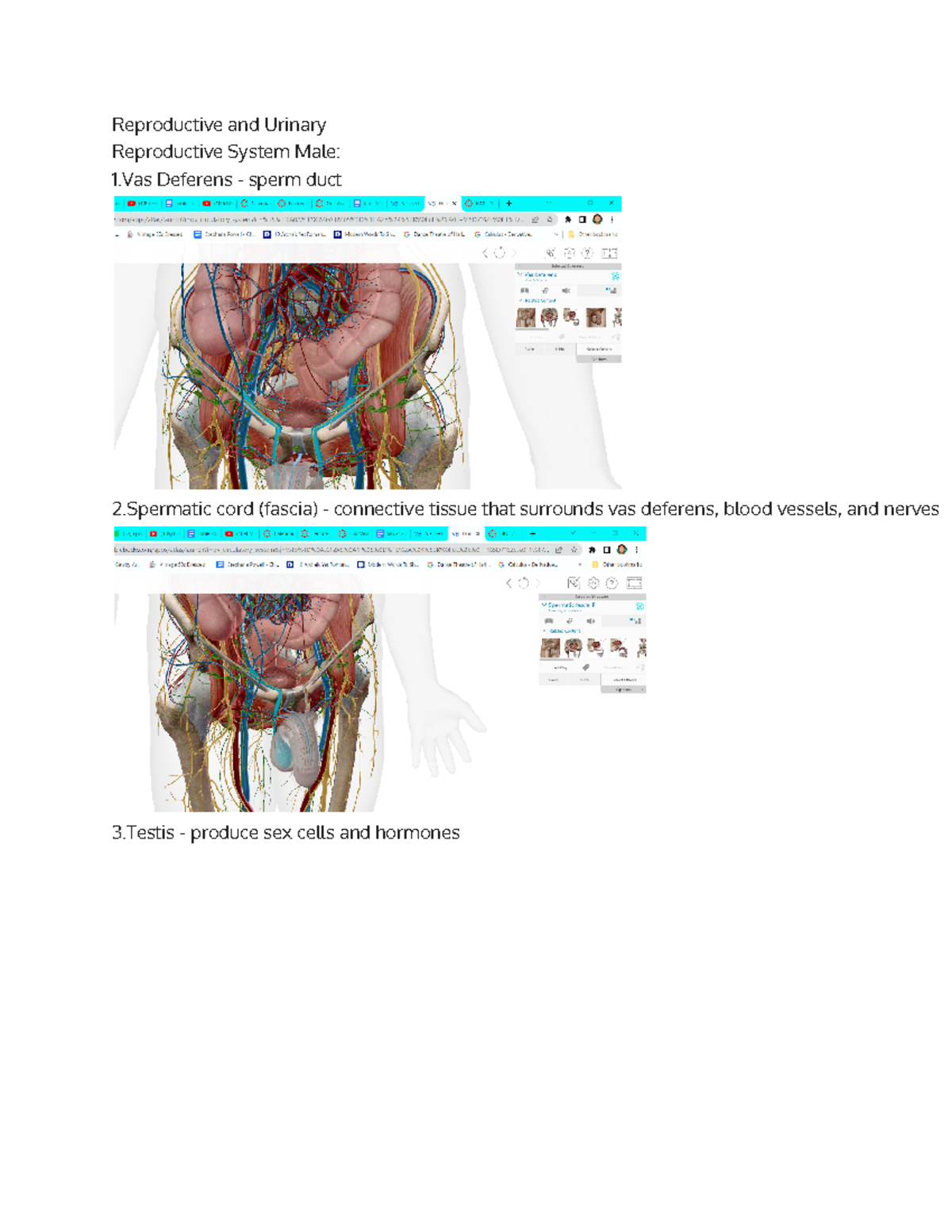 The Reproductive System - Reproductive and Urinary Reproductive System ...