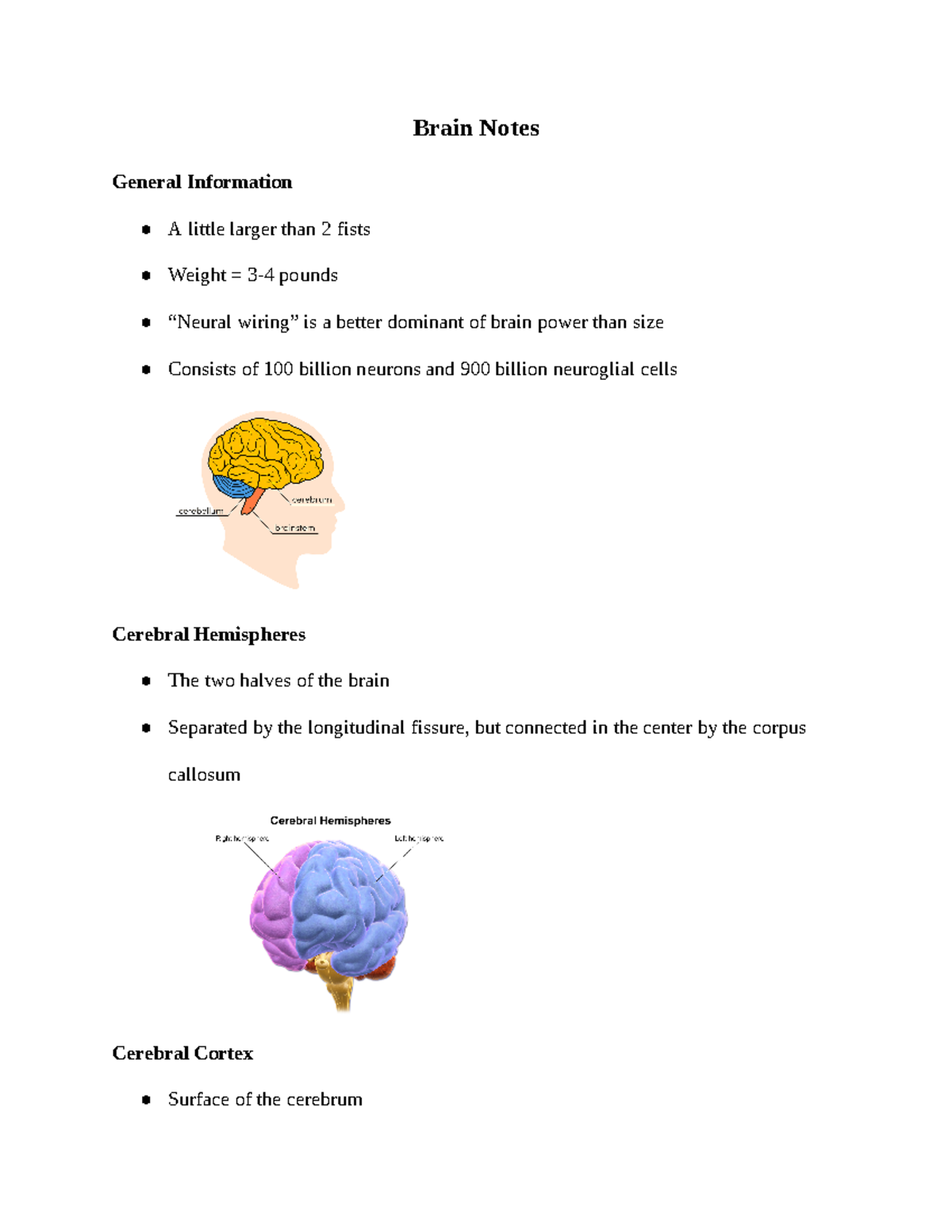 Brain Notes - Brain Notes General Information A little larger than 2 ...
