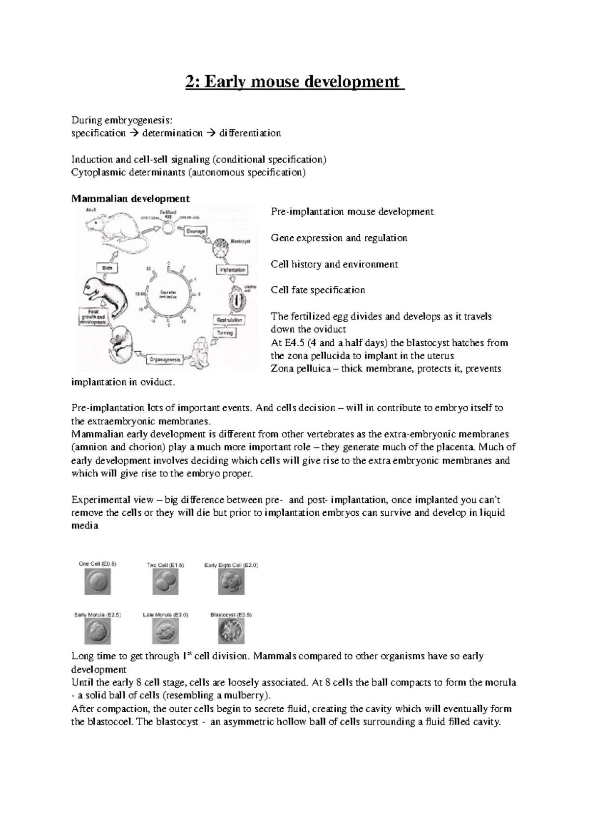 2 early mouse development - 2: Early mouse development During ...