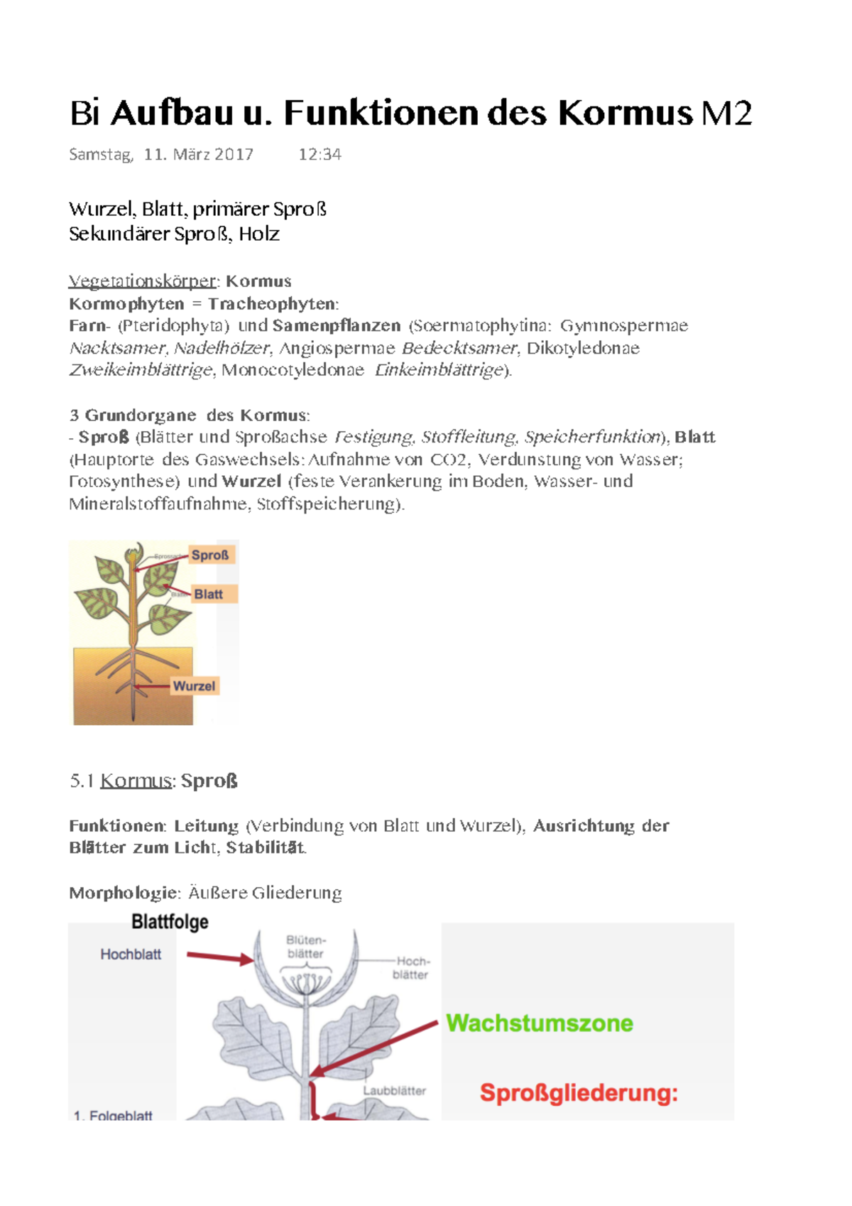 Bi Aufbau u Funktionen des Kormus M2 - Wurzel, Blatt, primärer Sproß ...