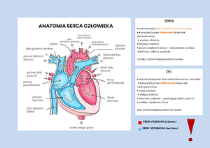Anatomia - zagadnienia do egzaminu - Co to jest szkielet osiowy ...