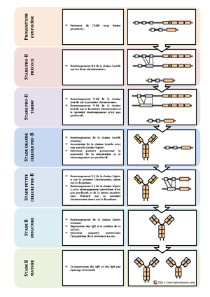 Adulte - Le syndrome des antiphospholipides (SAPL) est défini par l ...