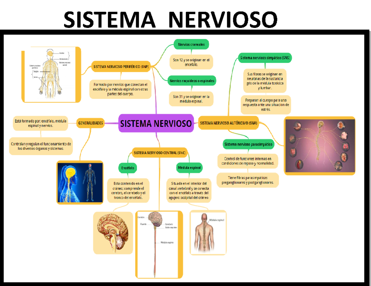 Sistema Nervisos - psicología - SISTEMA NERVIOSO - Studocu