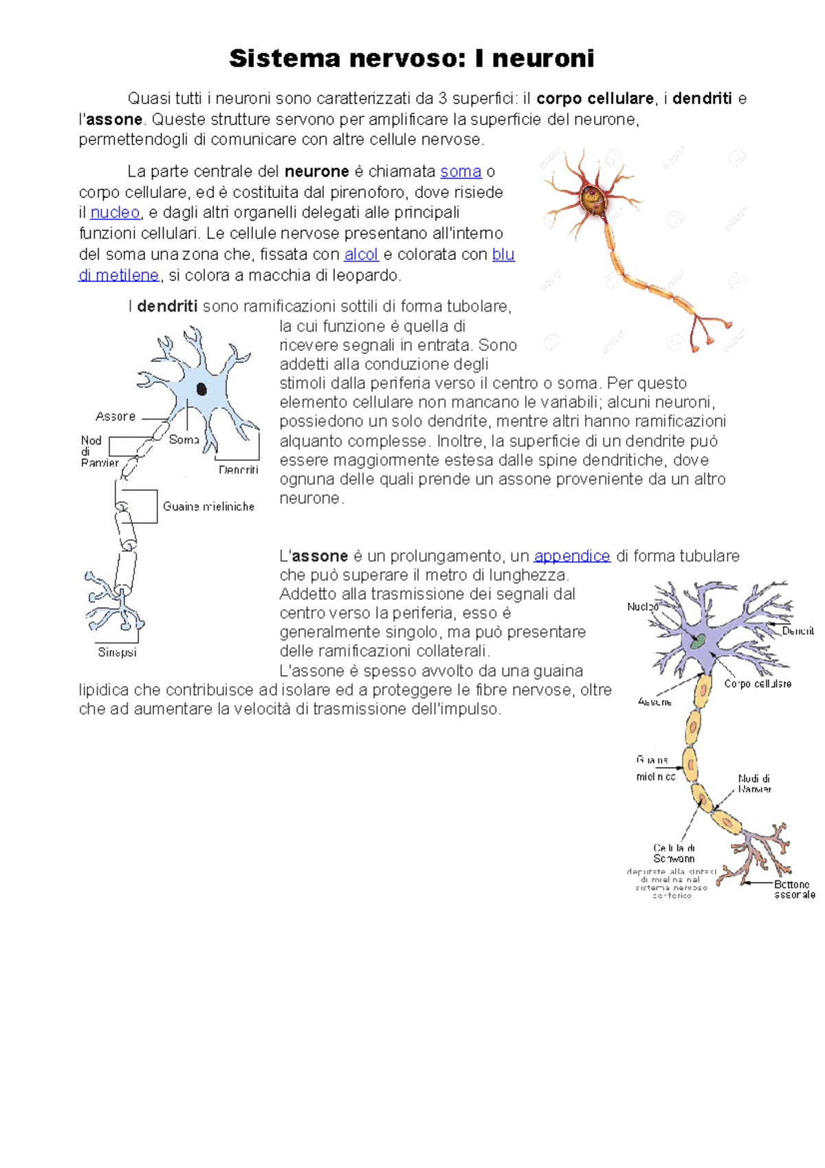 Sistema nervoso - Queste strutture servono per amplificare la ...