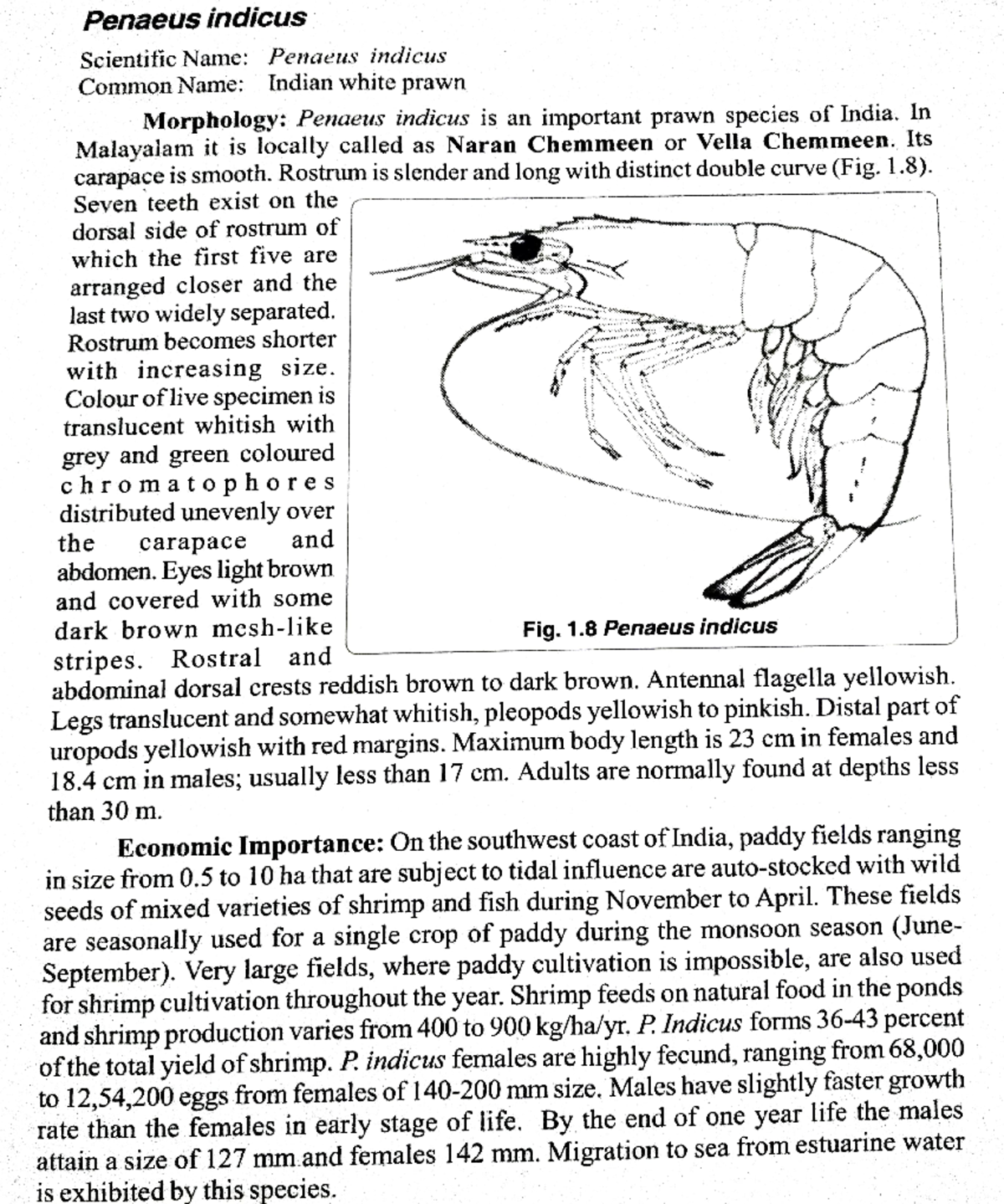 Penaeus indicus - In Malayalam it is locally called as Naran Chemmeen ...