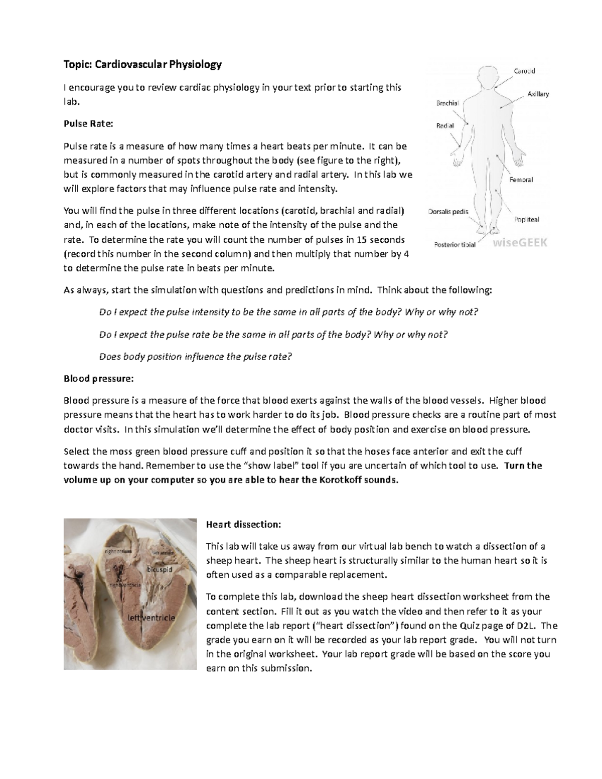 Cardiovascular Physiology Lab - Studocu
