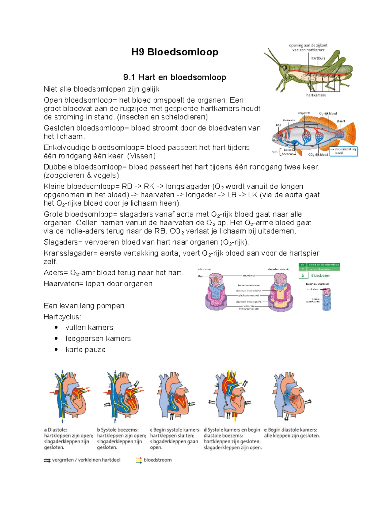 H9 Bloedsomloop - Een groot bloedvat aan de rugzijde met gespierde ...