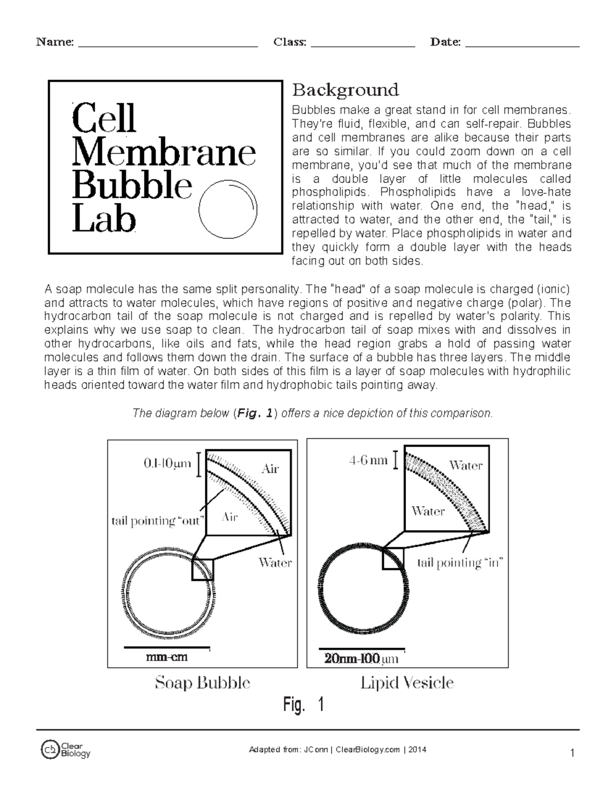 AP Cell-Membrane-Bubble-Lab Pandemic Version - Background Bubbles make ...