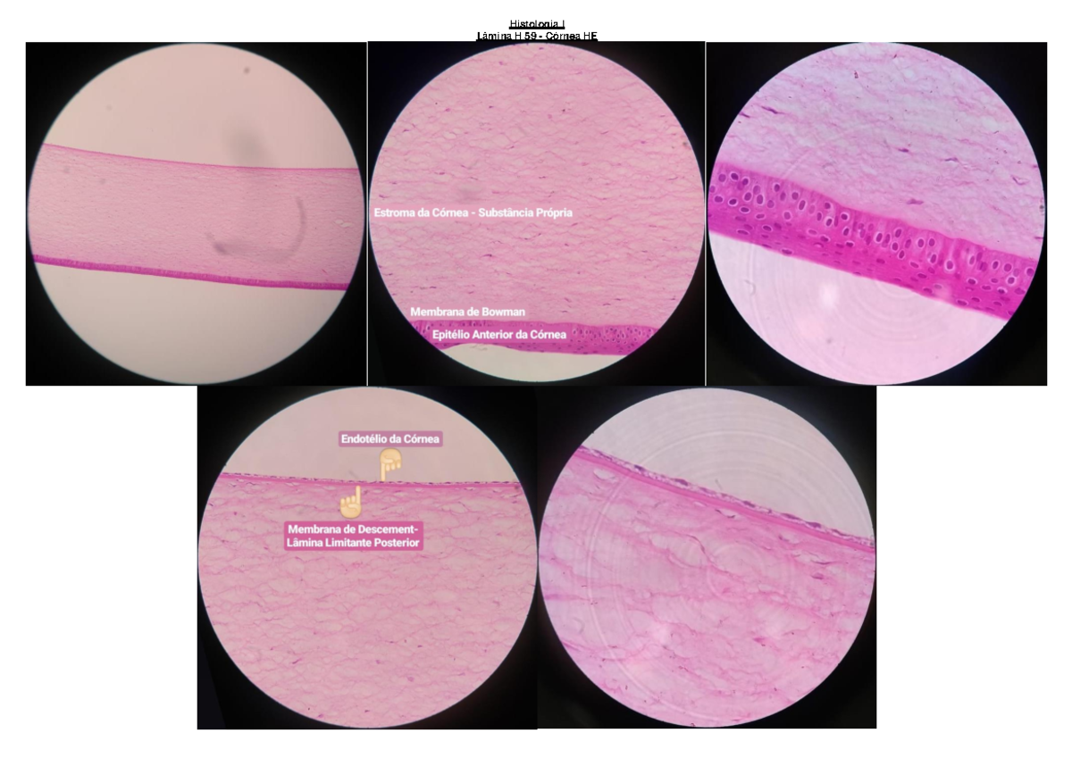 2º Ano - Módulo 8 - Roteiro 1 - Histologia - Olho S2 - Histologia I ...