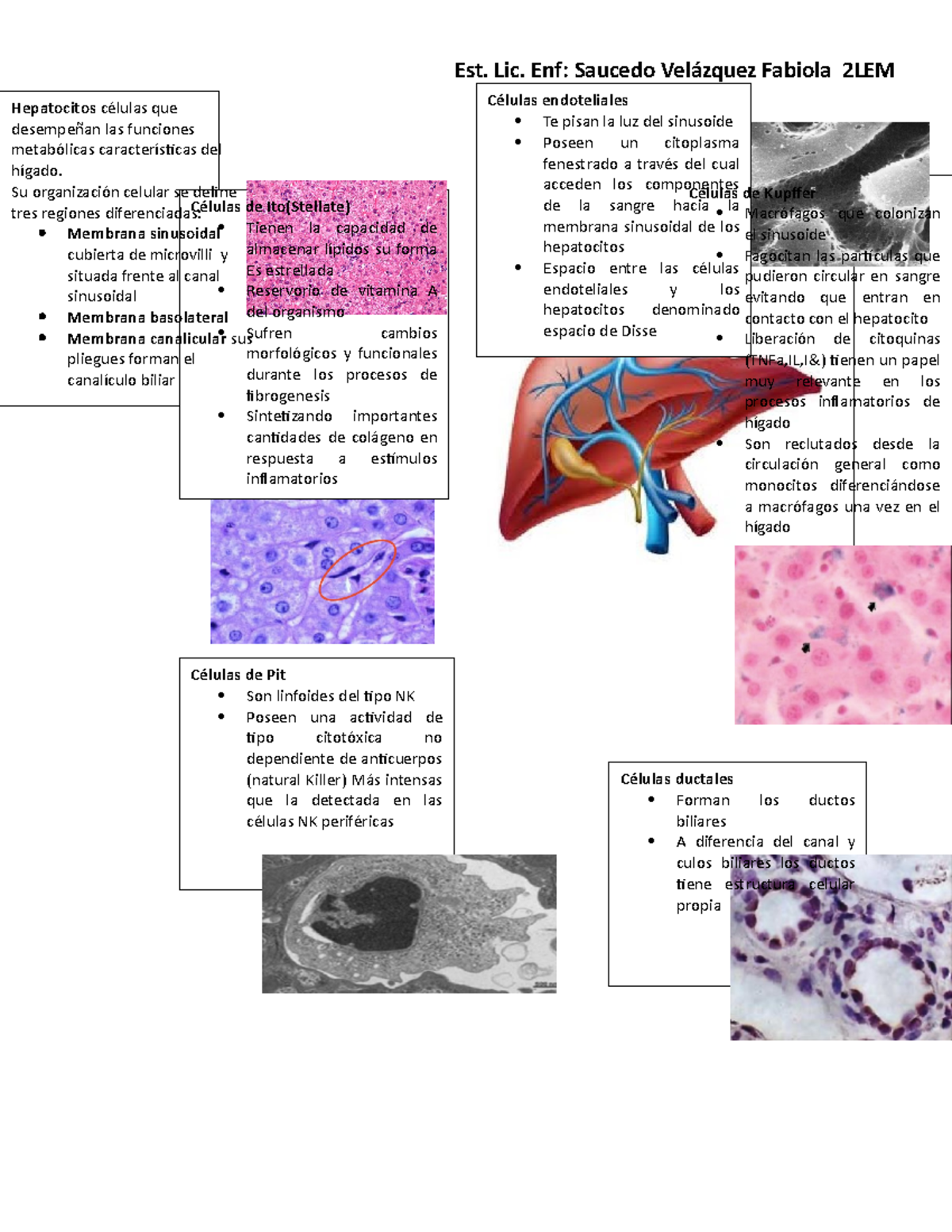 Histologia higado - Apuntes 6 - Est. Lic. Enf: Saucedo Velázquez ...