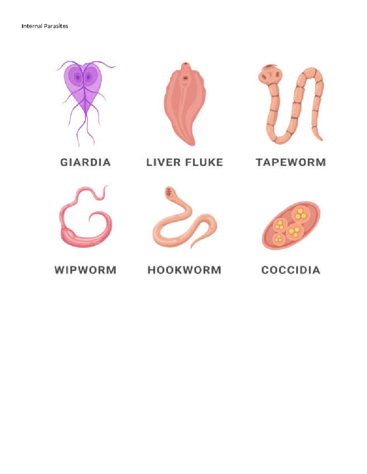 Internal Parasites - notes - molecular biology II - Internal Parasites ...