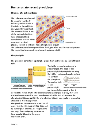 The Ear - Closer look at the Ear and it's anatomy. - The Ear The EARS ...