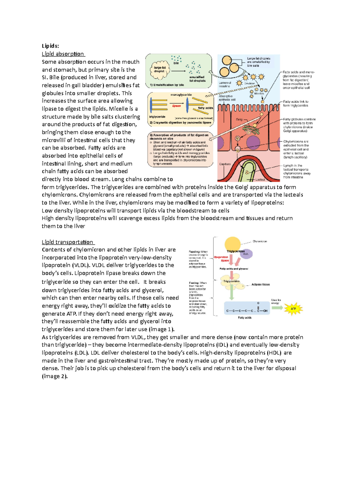 Lipid - Lipids: Lipid absorption Some absorption occurs in the mouth ...