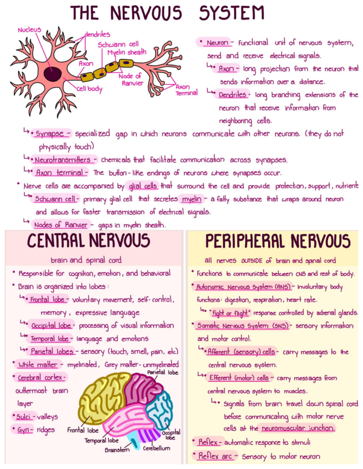 The Nervouse System - Lecture human anatomy notes. - Human Anatomy ...