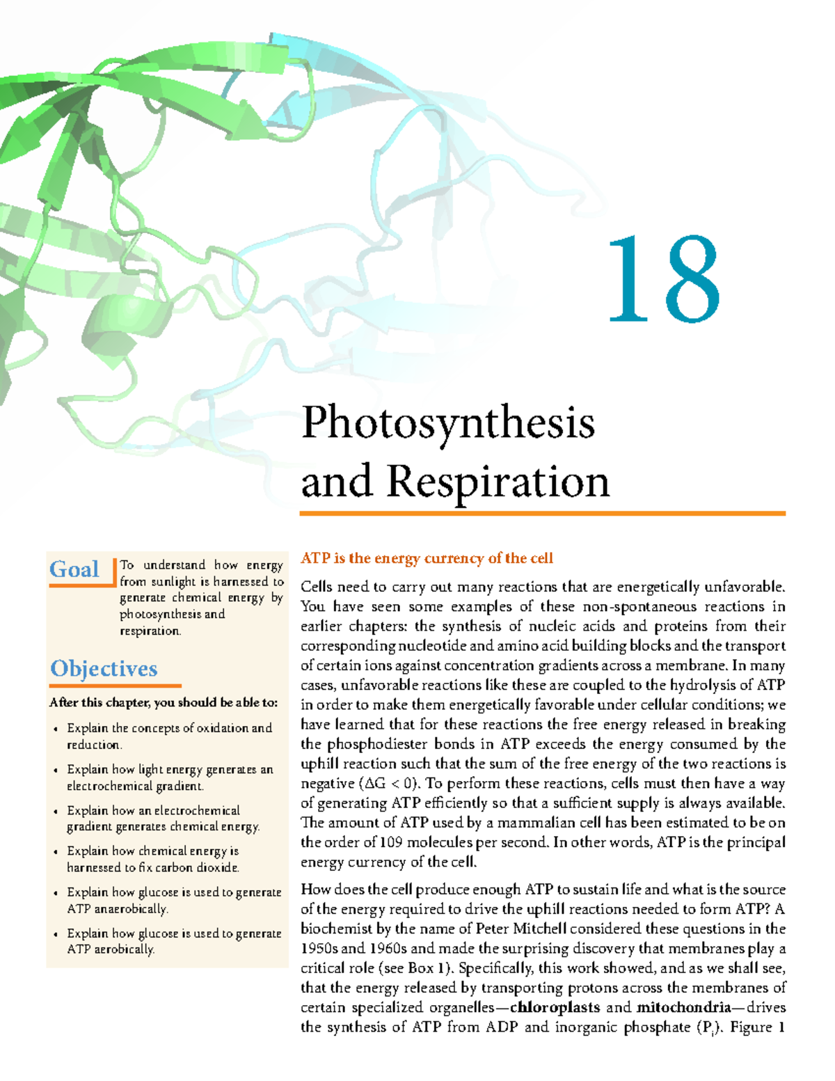 notes for academic - Photosynthesis and Respiration 18 ####### ATP is ...
