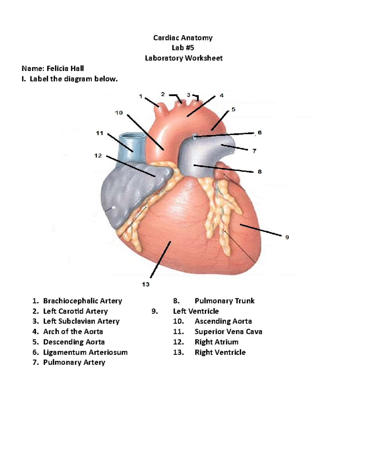 Cardiac Anatomy Worksheet Key - Cardiac Anatomy Lab # Laboratory ...