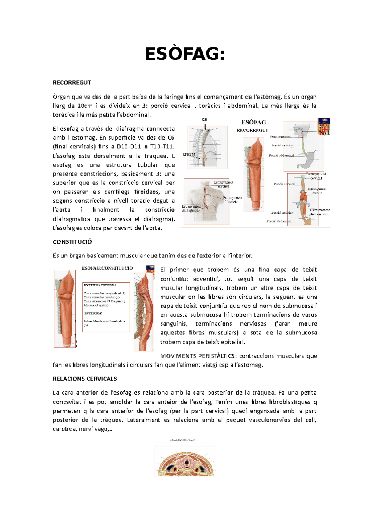 Esofag - Apunts 1 - ESÒFAG: RECORREGUT Òrgan que va des de la part ...