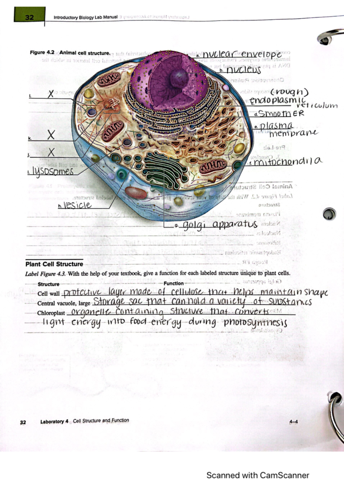 Animal cell structure - Introductory Biology Lab Manual Figure 4 ...