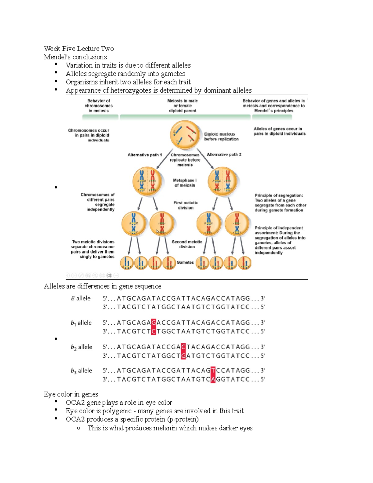 Week Five Lecture Two Week Five Lecture Two Mendel S Conclusions Variation In Traits Is Due To